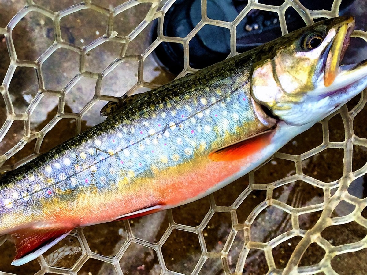 The Trico Hatch | coleman special